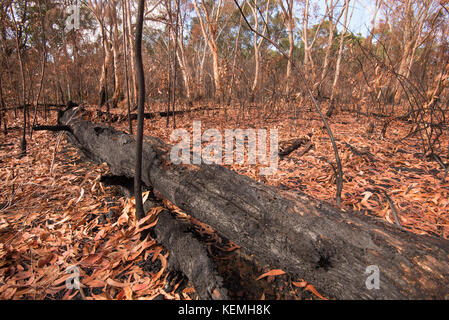 Burnt gum trees and new growth after severe bush fires in Royal ...