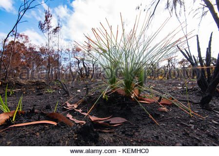 Gum tree regrowth after Australian bushfire Stock Photo: 17447006 - Alamy