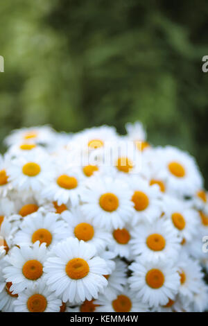Large bouquet of field chamomiles Stock Photo - Alamy