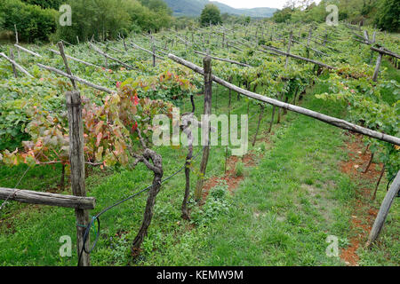 Indigenous Terrano / Teran vine. Vinyard in Kras, the karst plateau ...