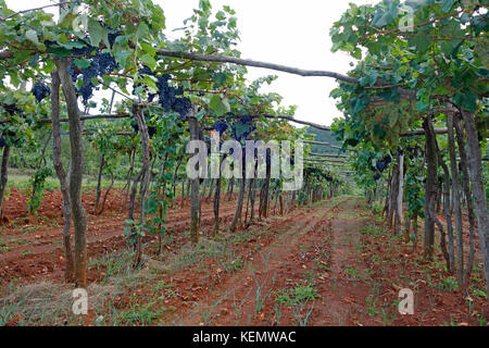 Teran Vine. Blue grape clusters in Vineyard in Kras, the karst plateau ...