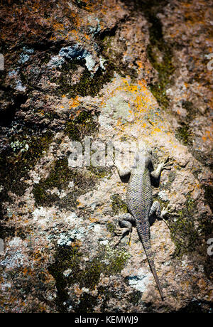 A lizard is sitting on a rock. The rock is brown and has a rough ...