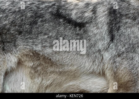 Close real texture of silver wolf fur Stock Photo - Alamy