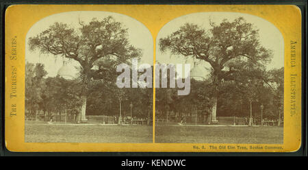 Old elm tree, Boston Common, from Robert N. Dennis collection of ...