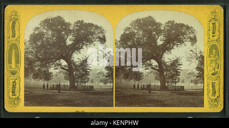 The Old Elm, Boston Common , Parks, Elms Stock Photo - Alamy