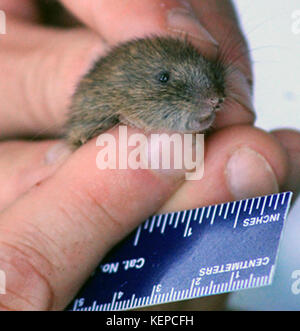 White footed vole 2 Stock Photo - Alamy