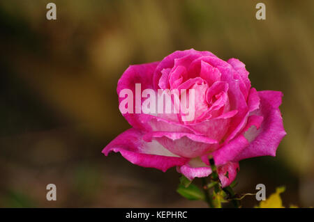 A beautiful singular pink rose in the middle of a bed of blue roses ...