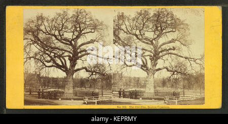 A photograph by John P. Soule of the old elm tree in Boston Common ...