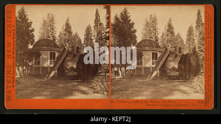 The Pavillion, built on the Stump of a Tree,Mammoth Grove, Calaveras Co ...