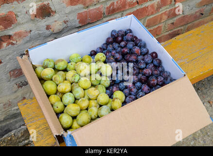 Cardboard box with plums. Plum blue and yellow Stock Photo - Alamy