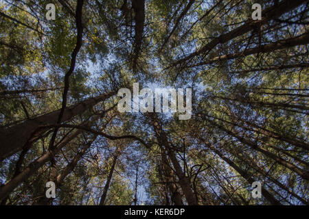 Evergreen Forest in Ohio Stock Photo - Alamy
