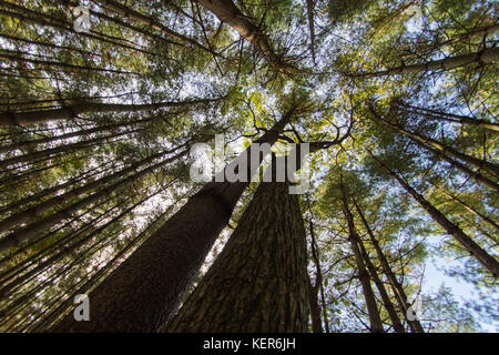 Evergreen Forest in Ohio Stock Photo - Alamy