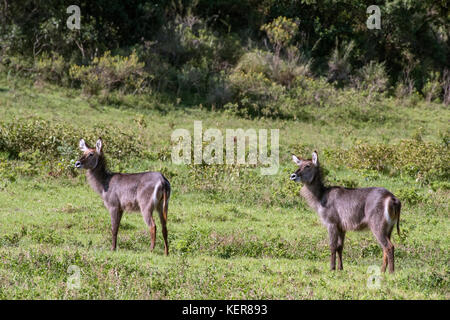 Two female waterbuck (Kobus ellipsipymnus) 2, Arusha National Park ...