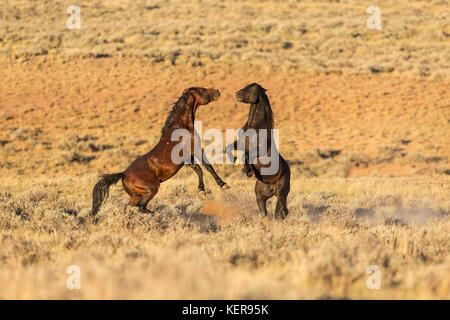 Wild mustang stallions fighting in Wyoming Stock Photo - Alamy