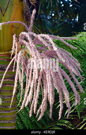 New Zealand native Nikau palm tree bearing red berries Stock Photo - Alamy
