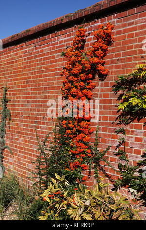 Pyracantha Saphyr Rouge "Cadrou" or Firethorn growing in a Devon ...