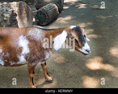 Goat in the Barnyard Stock Photo - Alamy
