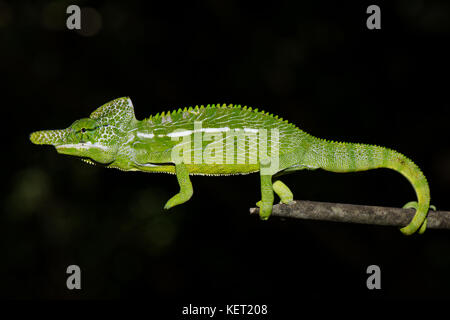 Labord's chameleon (Furcifer labordi), male, Kirindy National Park ...