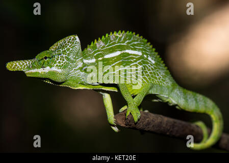 Labord's chameleon (Furcifer labordi), male, Kirindy National Park ...