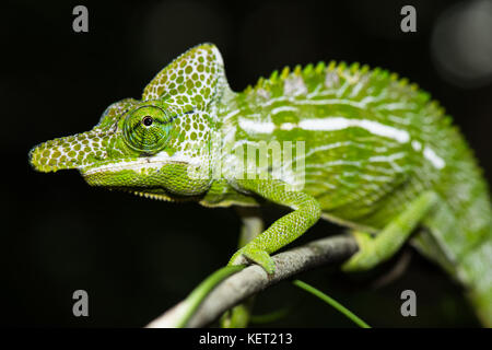 Labord's chameleon (Furcifer labordi), male, Kirindy National Park ...