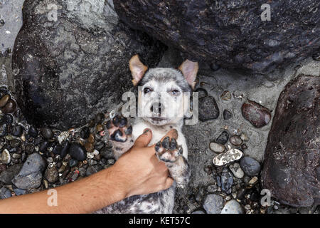 Australian Cattle Dog puppy enjoying a tummy scratch Stock Photo - Alamy