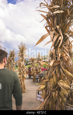 Fall Festival cornstalks Stock Photo - Alamy