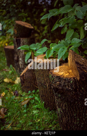 Damp Wood on a Cool Fall Evening Stock Photo - Alamy