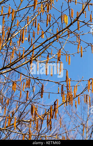 Flowering birch branch early spring Stock Photo - Alamy