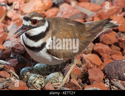 Killdeer protecting nest Stock Photo - Alamy