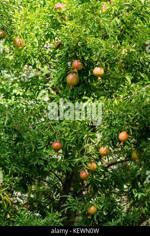 Pomegranate fruits riping on the tree in sunny day Stock Photo - Alamy