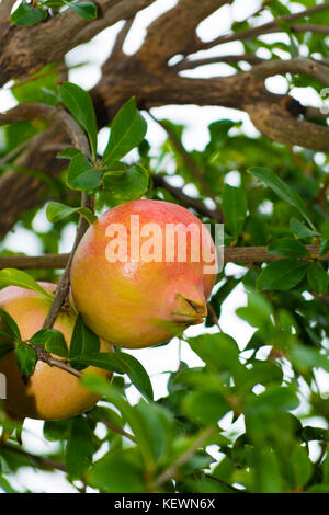 Pomegranate fruits riping on the tree in sunny day Stock Photo - Alamy