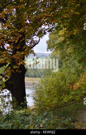 Woodland in autumn colours alongside the river Teviot in the Scottish ...