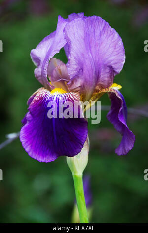 Iris State Flower of Croatia Stock Photo - Alamy