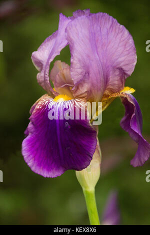 Iris State Flower of Croatia Stock Photo - Alamy