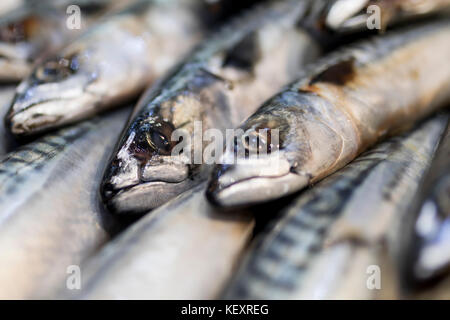 Close-up of Mackerel fish scales showing detail and pattern Stock Photo ...