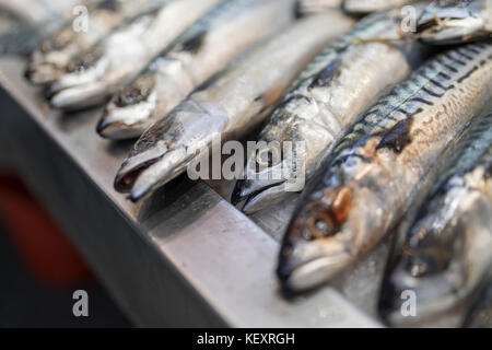 Close-up of Mackerel fish scales showing detail and pattern Stock Photo ...
