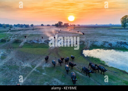 Buffalo grazing next to the river Strymon in Northern Greece Stock ...