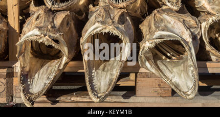 Three dried fish heads from cod stacked on a pallet in Lofoten, Norway ...