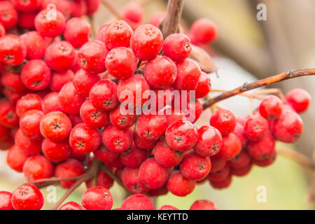 red berries rowan of Russian ashberry on a tree close-up Stock Photo ...