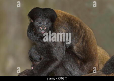 Red-backed Bearded Saki (Chiropotes chiropotes) laying on the tree ...