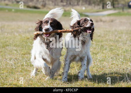 Playful springer spaniels carrying a stick during a walk through fields ...