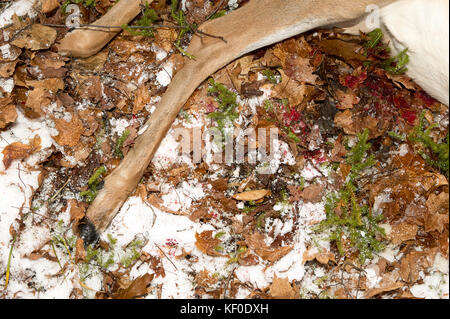 Bleeding white tail deer shot dead during hunting Stock Photo - Alamy