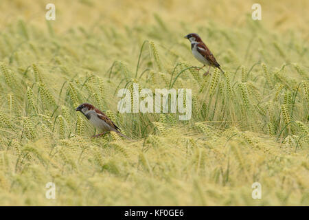 House sparrows eating a crop of barley, Alnwick, Northumberland Stock ...