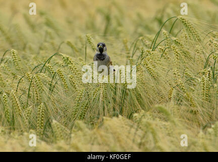 House sparrows eating a crop of barley, Alnwick, Northumberland Stock ...