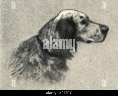 English Setter Portrait Stock Photo - Alamy