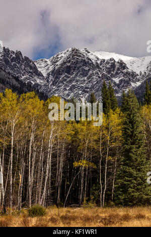 Aspen trees in autumn, Bow Valley, Banff National Park, Alberta, Canada ...