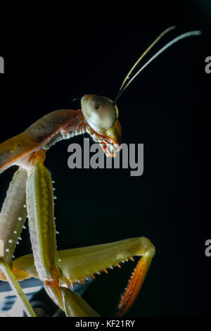 banded flower mantis isolated on black background Stock Photo - Alamy