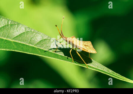 Extreme magnification - Stink bug details under the microscope Stock ...