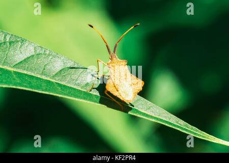 Extreme magnification - Stink bug details under the microscope Stock ...