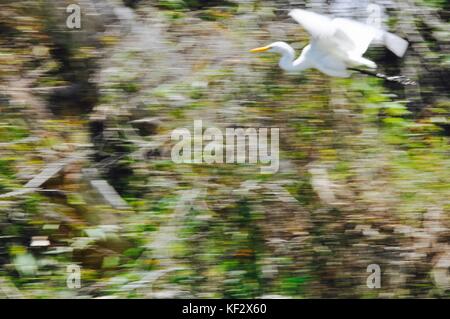 Panning photo of Intermediate Egret (Ardea intermedia) flying over the ...